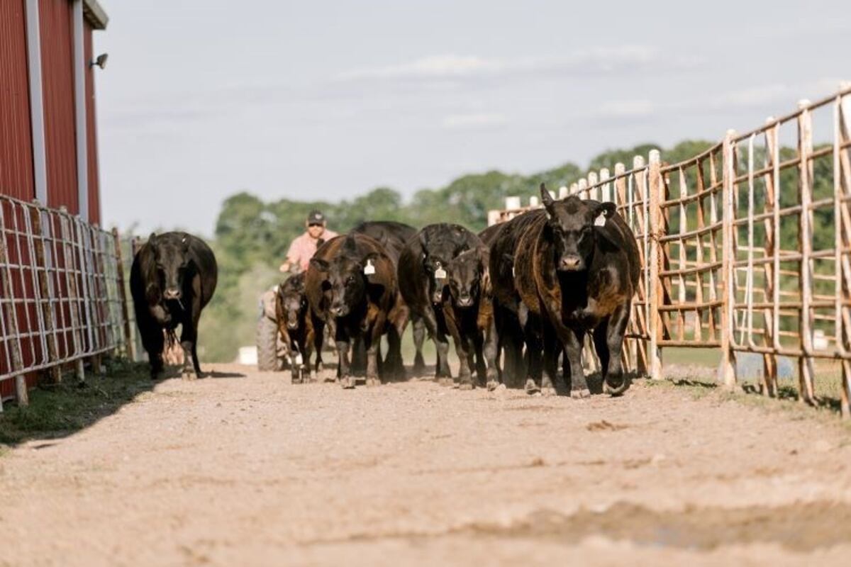 Experience Tennessee cattle country following CattleCon 2026 – AgriNews