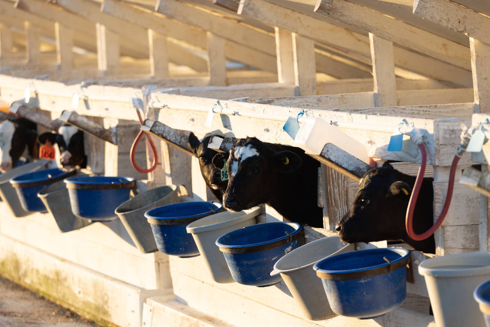 The secret to helping calves overcome BRD – AgriNews