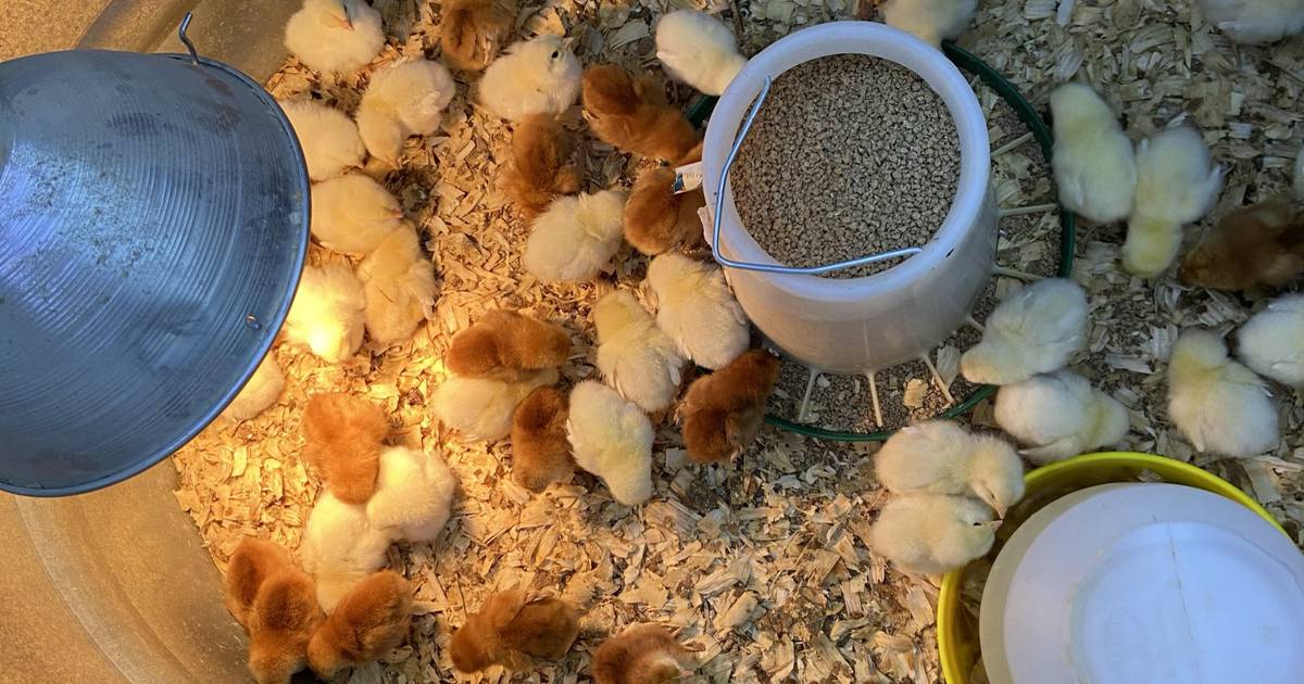 Chick it out: What to consider when choosing young birds – AgriNews