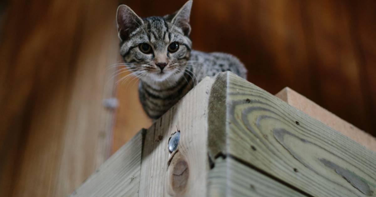 Caring for barn cats: Veterinarian shares tips for looking after our ...