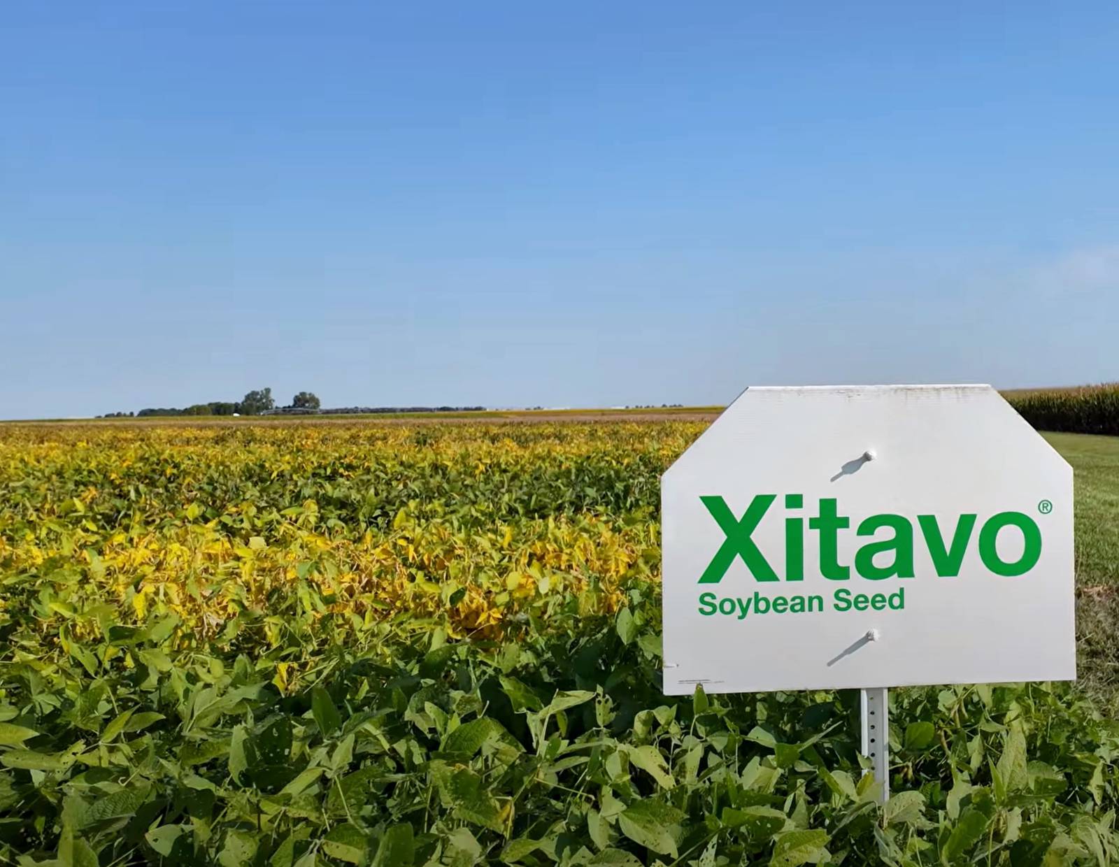 Soybean seed is catered to farms – AgriNews