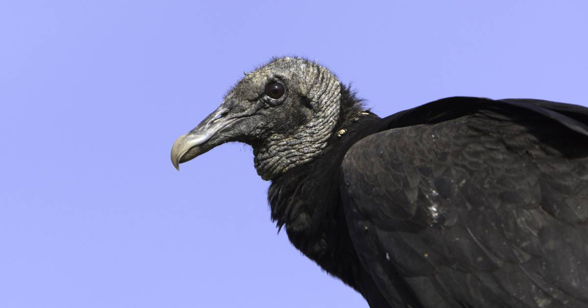 Black vulture depredation permits available for livestock farmers ...