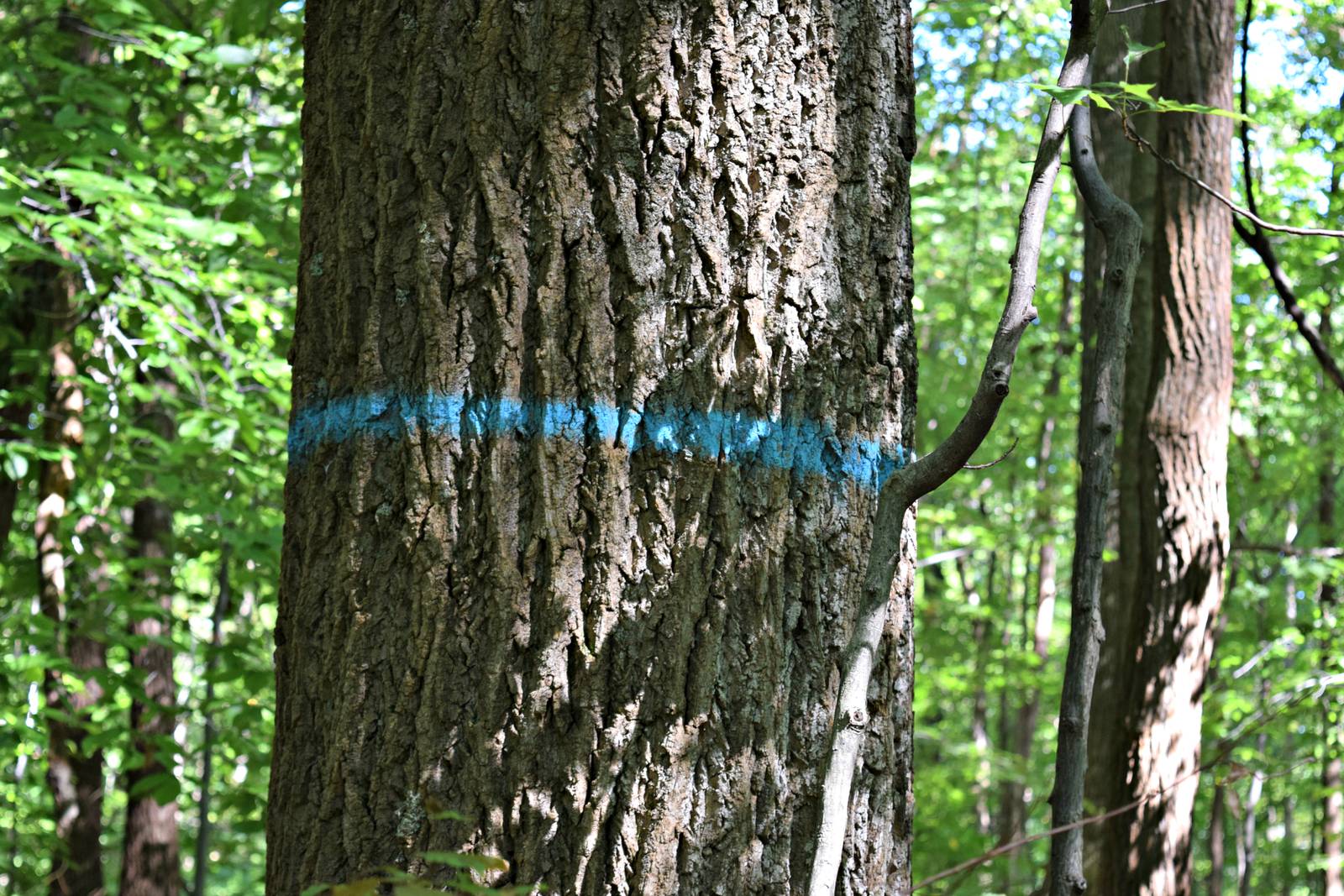 19 Indiana wood manufacturers recognized on national list – AgriNews