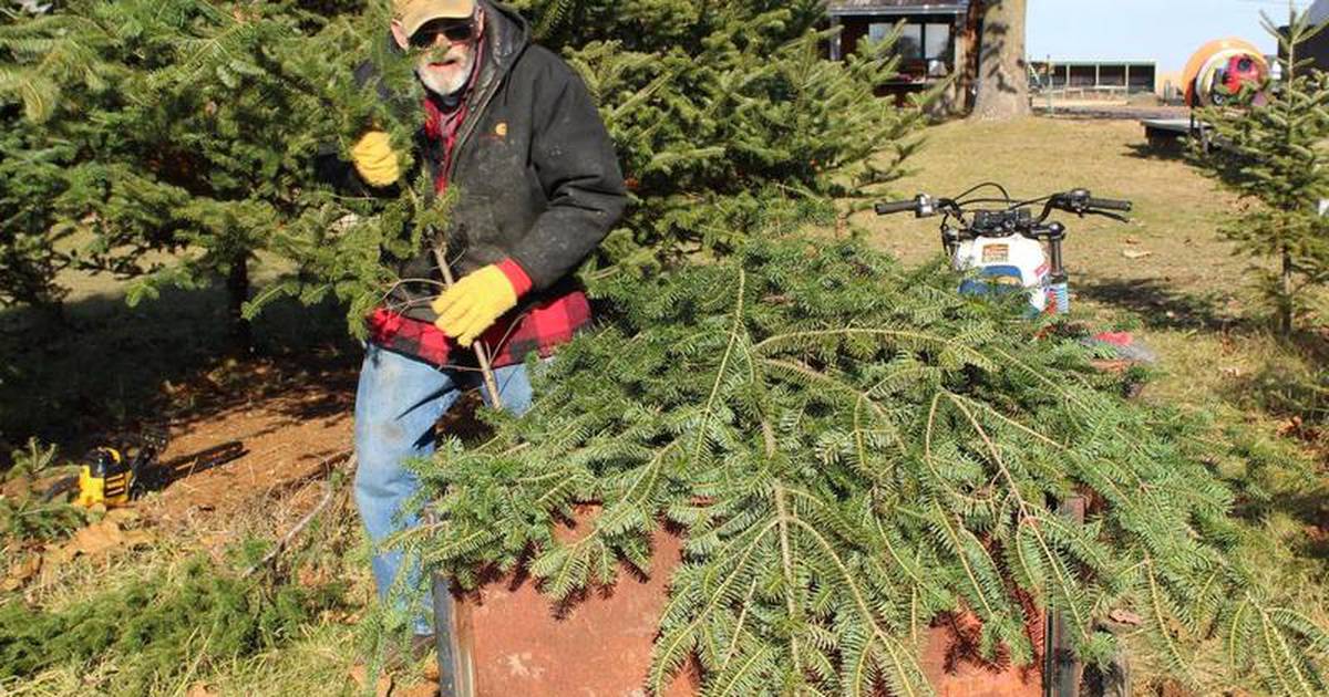 A cut above: Generations of customers visit Dollinger Christmas Tree ...