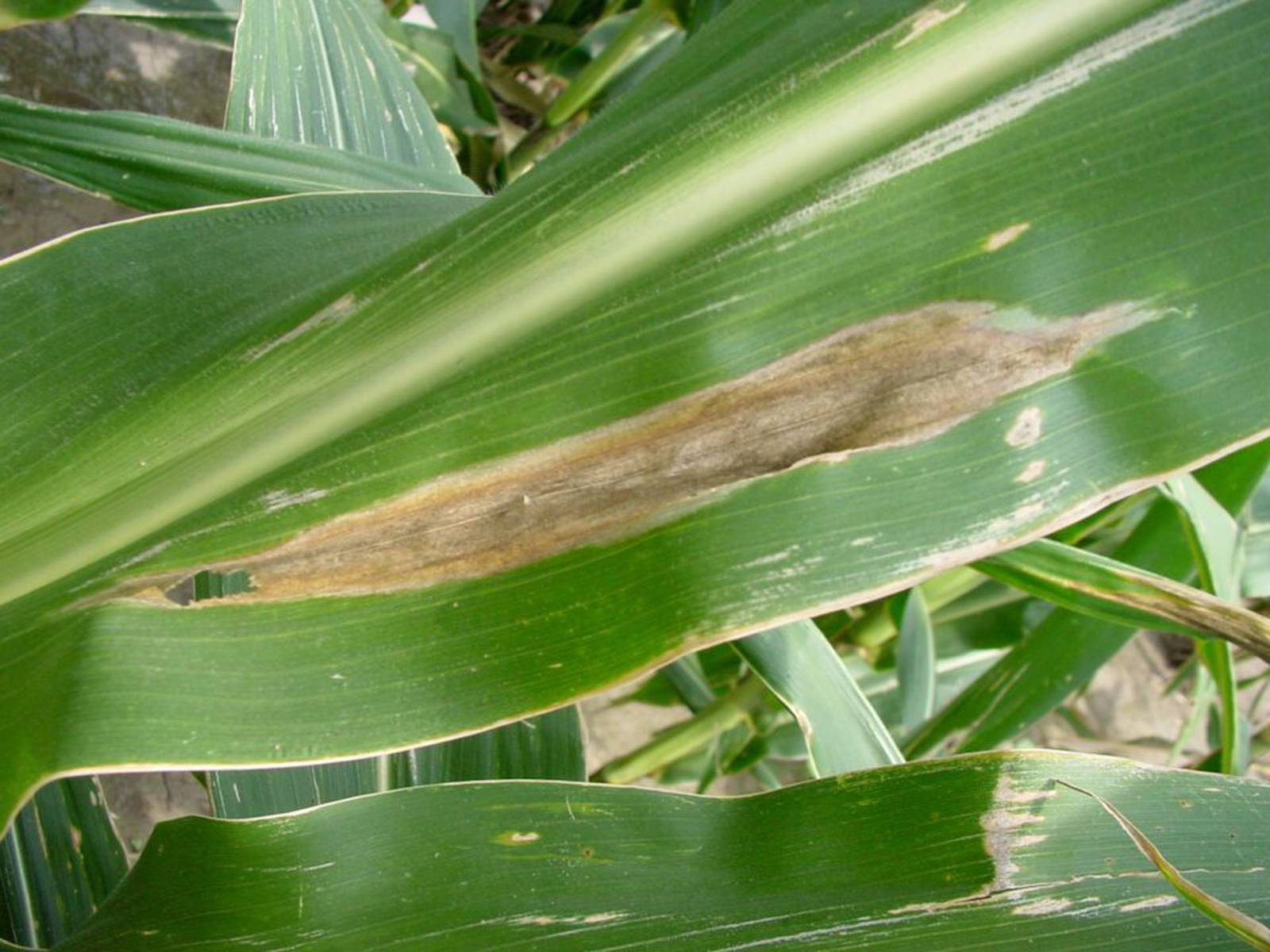 Northern corn leaf blight management tips – AgriNews