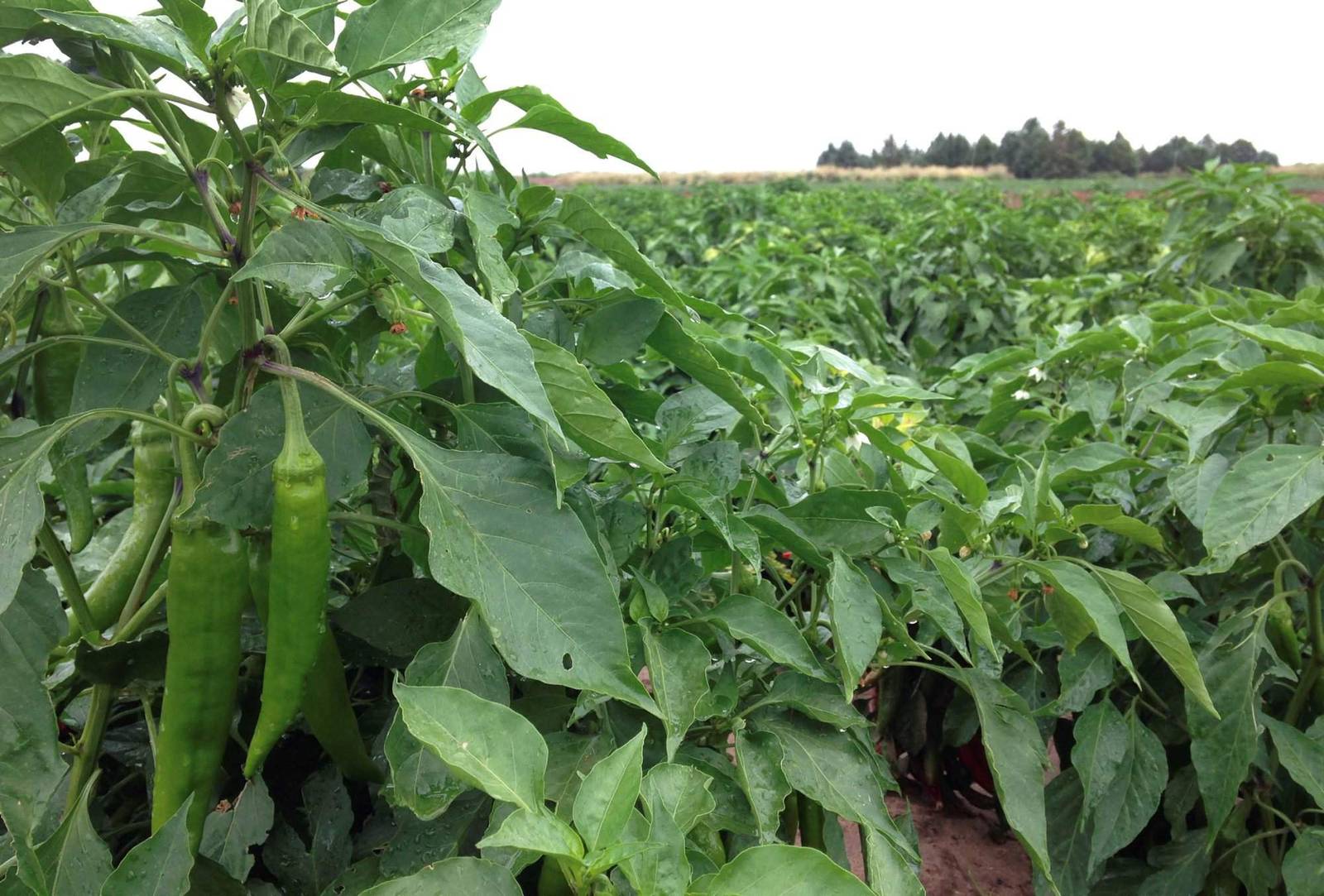 2020 marks increase for hot pepper production in New Mexico – AgriNews