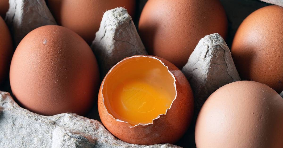 Eggs from chickens fed orange corn on sale at Purdue – AgriNews