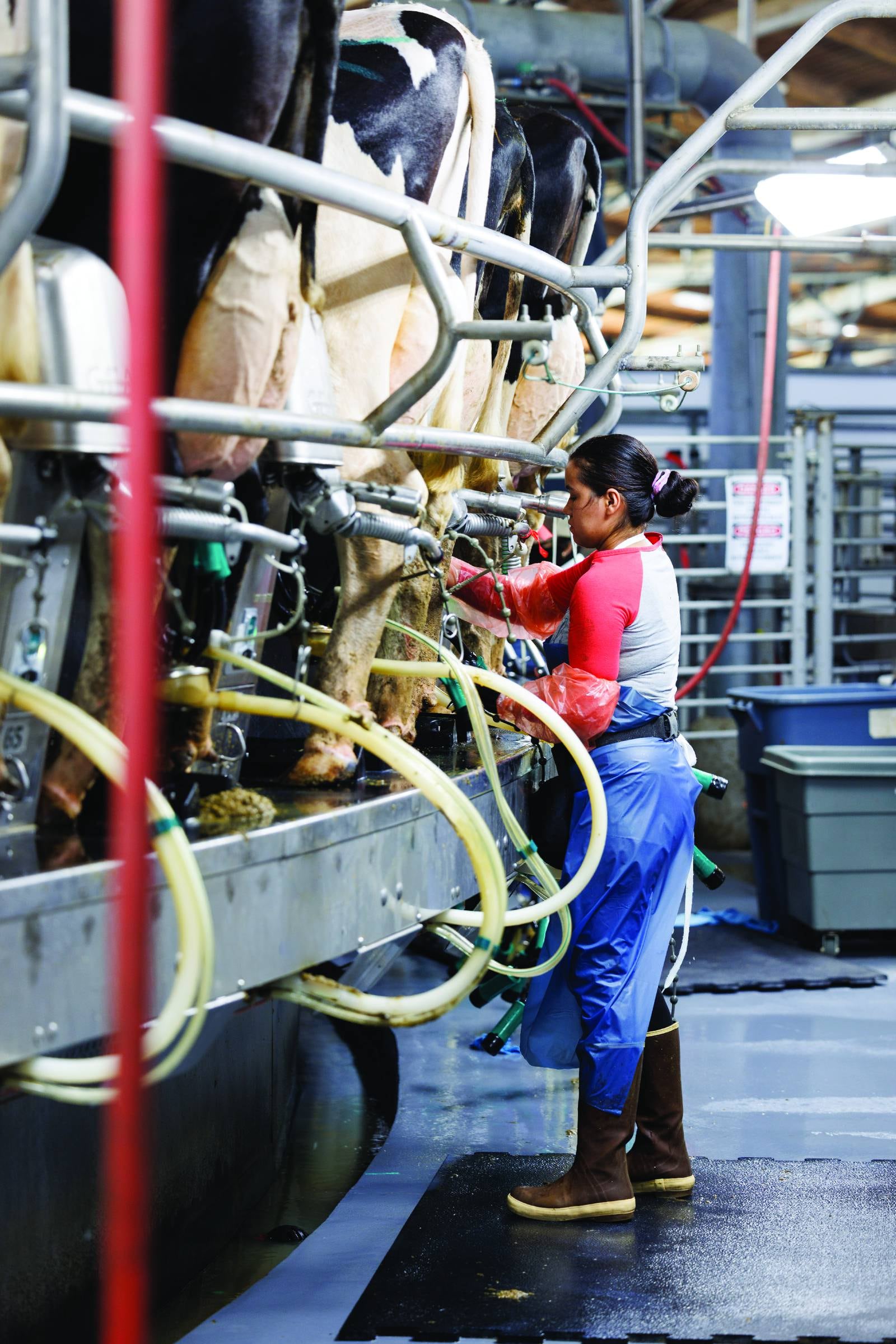 What every dairy should know before starting a rotary parlor – AgriNews
