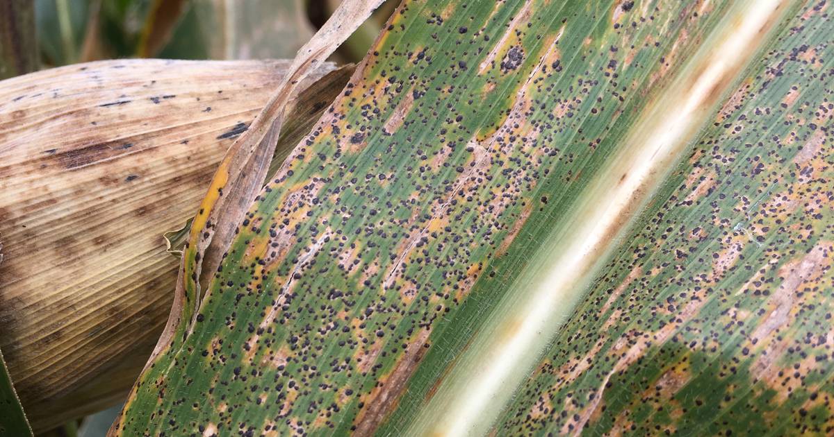 What’s the score? Multiple strategies to control tar spot – AgriNews