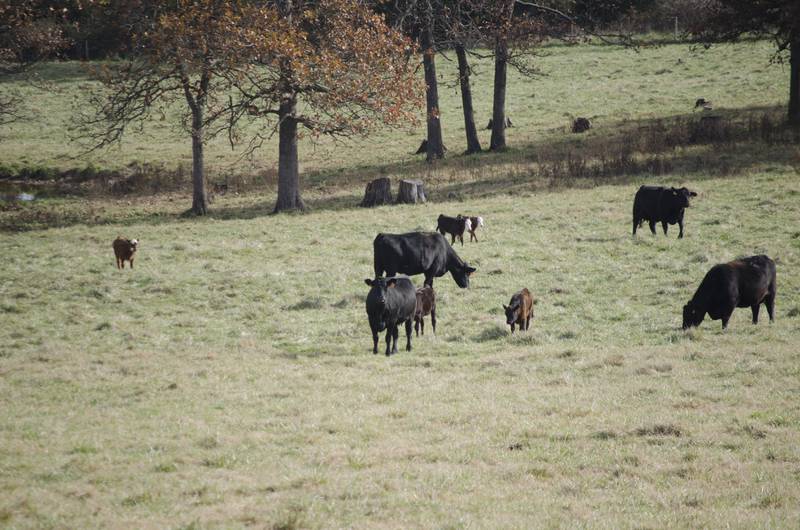4 tips to minimize weather effects on pasture – AgriNews