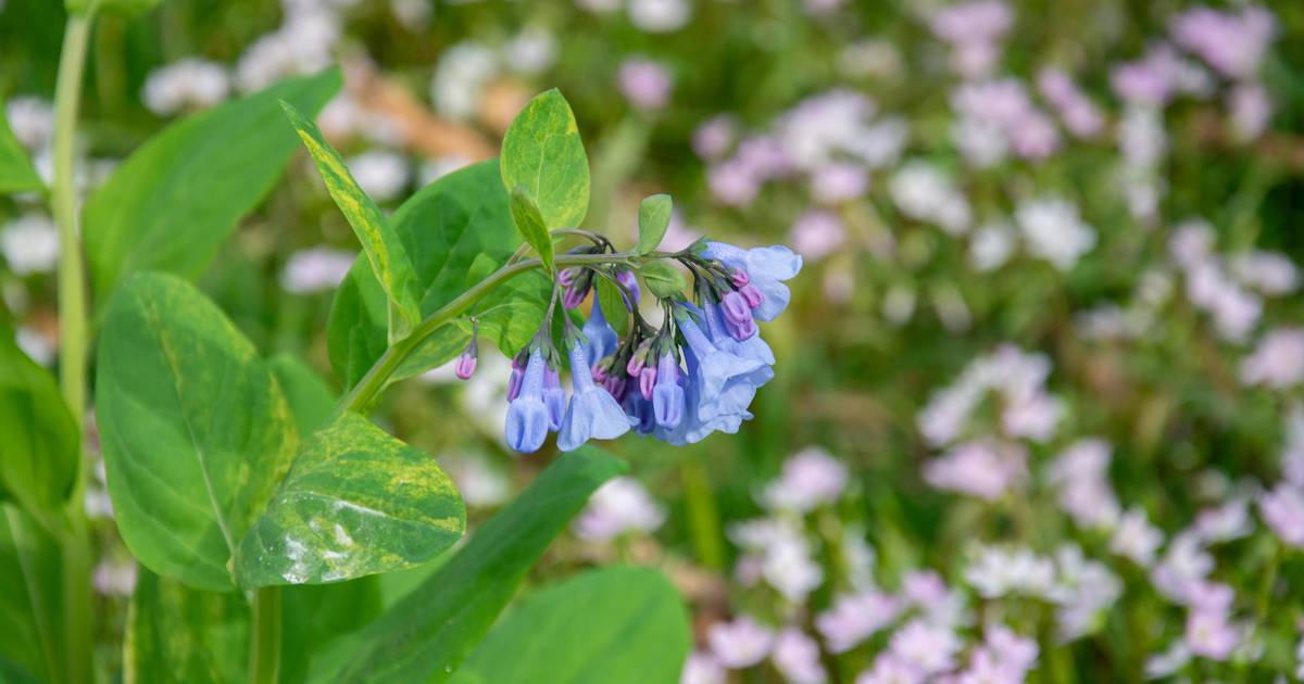 Virginia bluebell: A plant of many colors – AgriNews