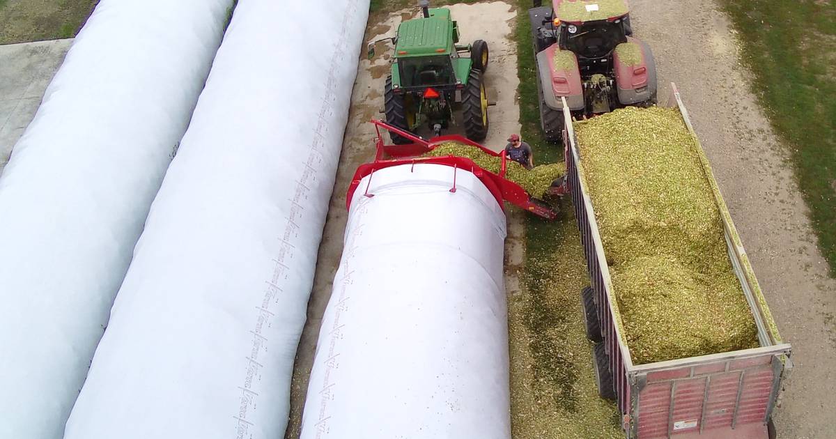 Farmers turn to high-moisture corn silage for nutritional boosts – AgriNews